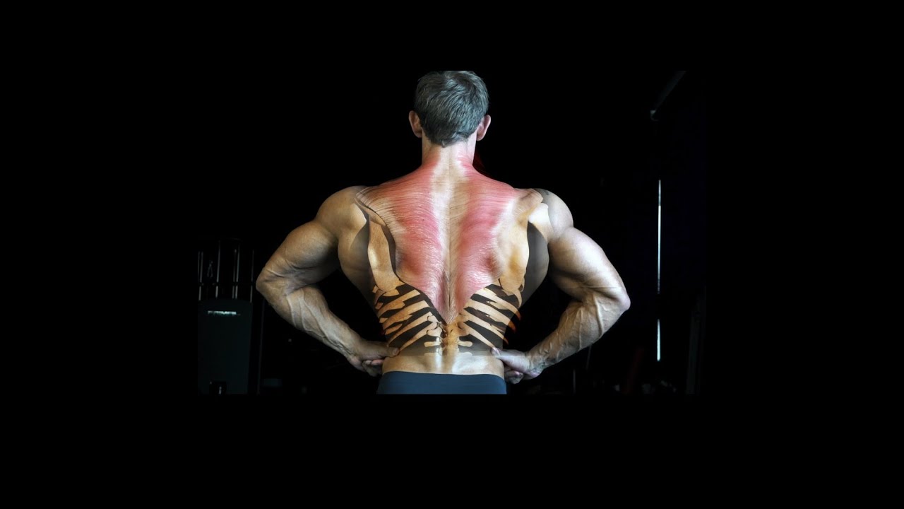 Muscle Guide For Bodybuilders – Back